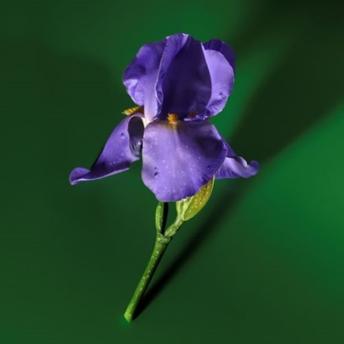 Gucci Gucci Guilty Pour Homme Elixir Parfum ️ online kopen | DOUGLAS