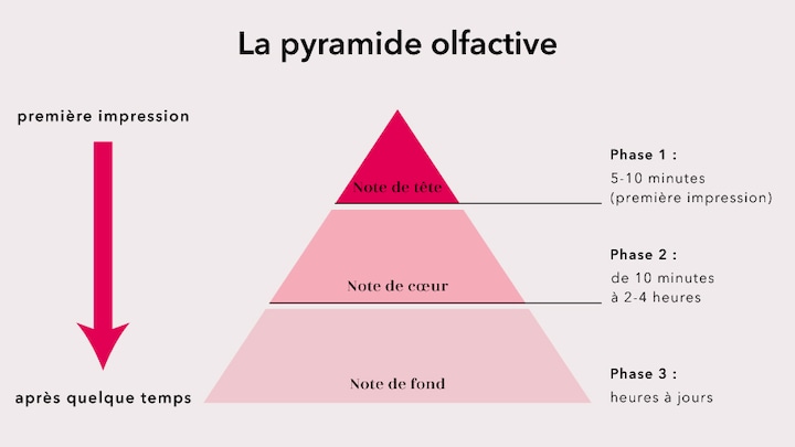 La pyramide olfactive » Notes des parfums | NOCIBÉ