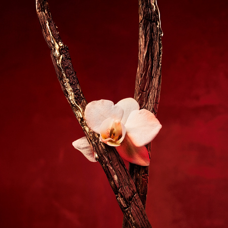 Hugo Boss Alive Absolu Intense Parfum ️ online kopen | DOUGLAS