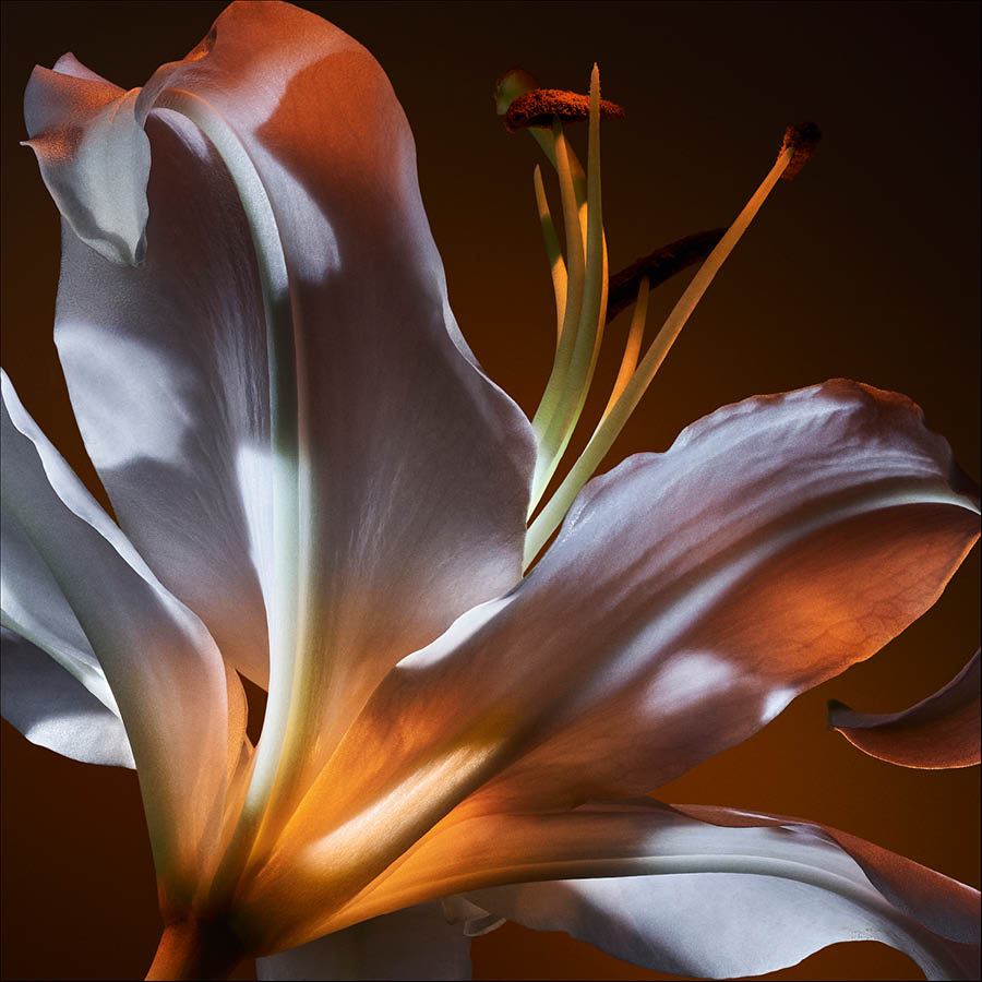 YSL Libre Flowers & Flames » Eau de Parfum ️ online kopen