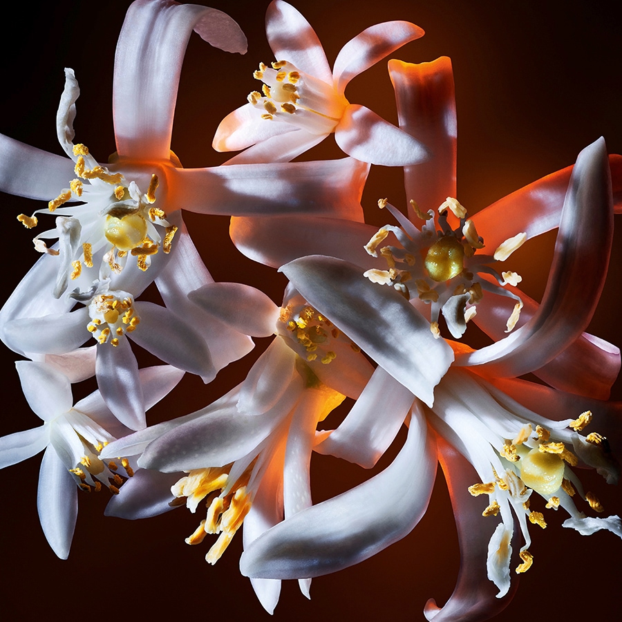 YSL Libre Flowers & Flames Eau de Parfum ️ DOUGLAS