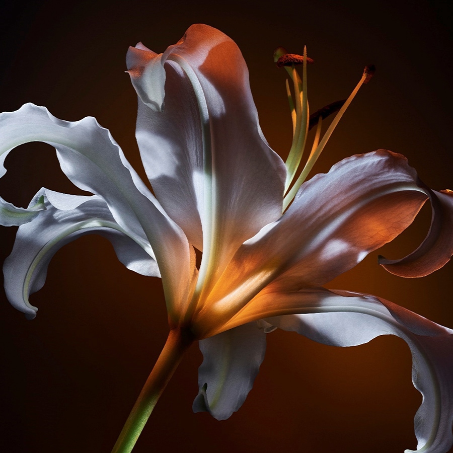 YSL Libre Flowers & Flames Eau de Parfum ️ DOUGLAS