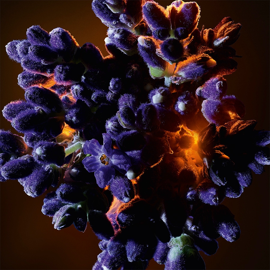 YSL Libre Flowers & Flames Eau de Parfum ️ DOUGLAS