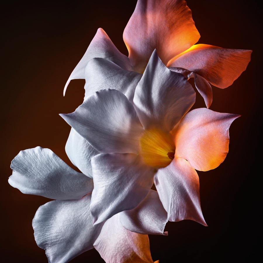 Yves Saint Laurent Libre Flowers & Flames Parfémová voda ️ DOUGLAS