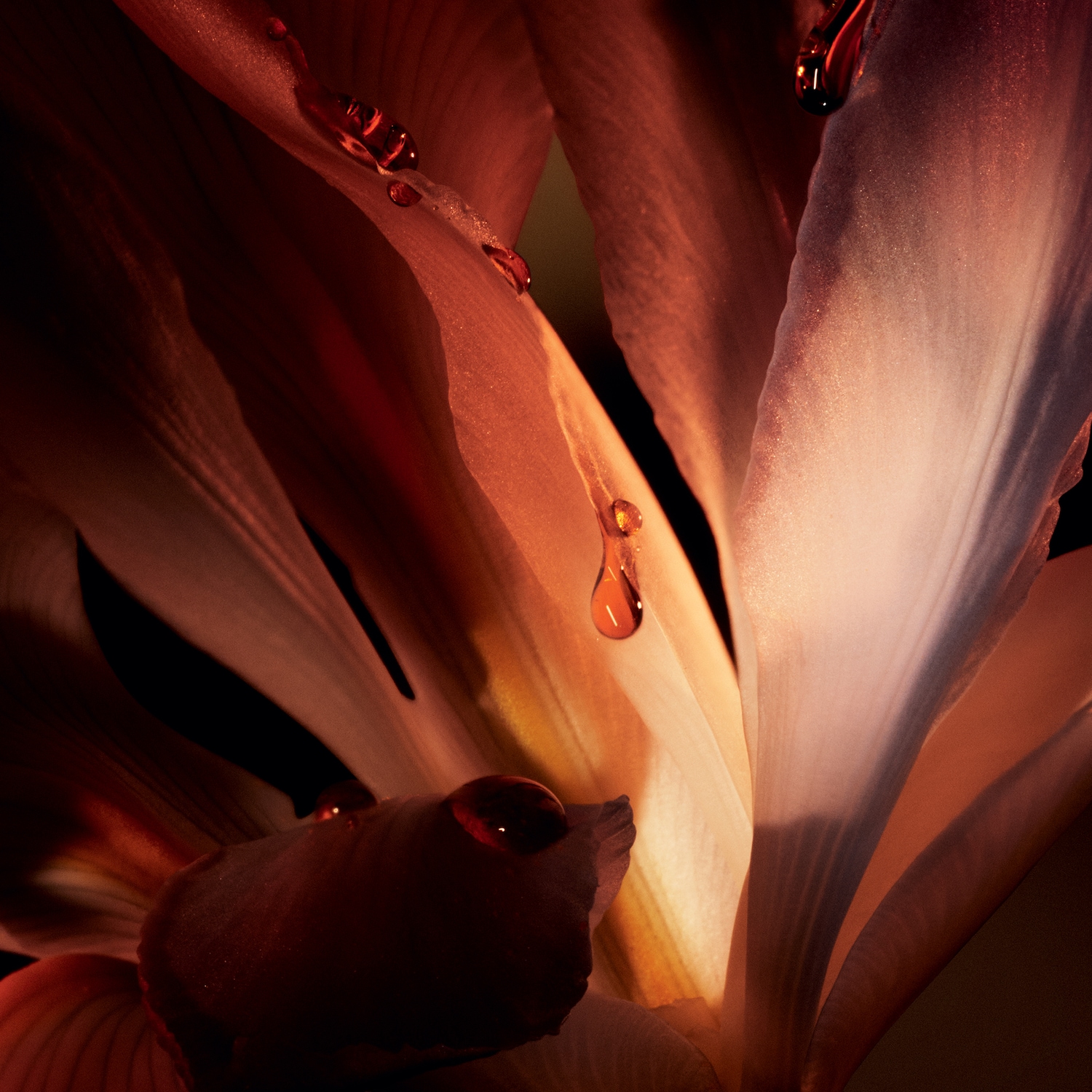 DIOR Homme Intense Parfum ️ online kaufen | DOUGLAS