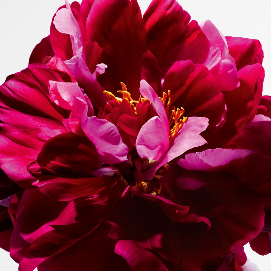 Carolina Herrera La Bomba Parfumová voda ️ nakupujte online | DOUGLAS